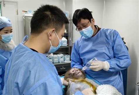“猪心”移植猴已存活14天！心血管中心特聘教授李巅远携团队成功四川省首例开展异种心脏移植 中国国情 中国网