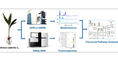 Integrated Transcriptomic And Metabolomic Analyses Reveal The Molecular