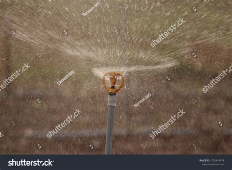 Sprinkler Irrigation Ginger Farm Over 2 Royalty Free Licensable Stock