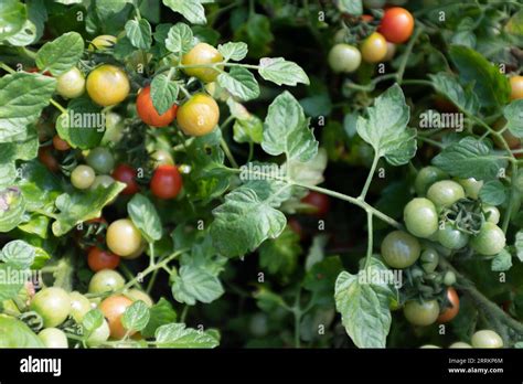 Cherry Tomato Plant With Berries Of Various Stages Of Maturity Stock