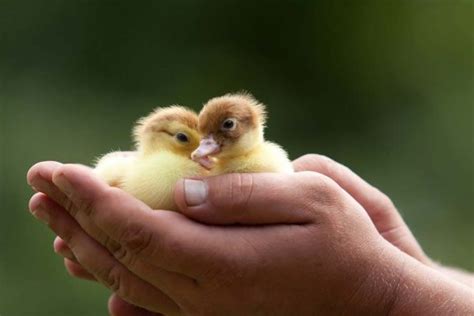 How To Sex A Duck The Happy Chicken Coop