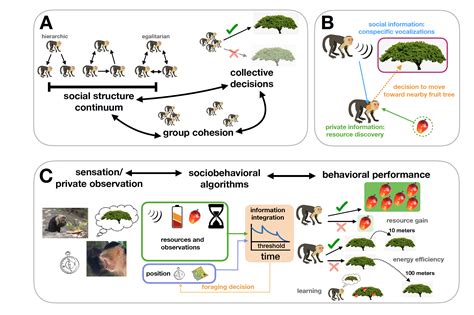 Unravelling The Diversity Of Foraging Strategies Sainsbury Wellcome