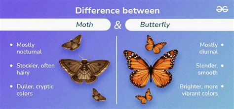 Difference Between Moth And Butterfly GeeksforGeeks
