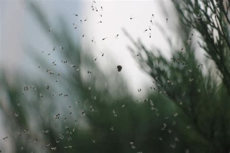 Premium Photo Close Up Of Insects Trapped On Spider Web