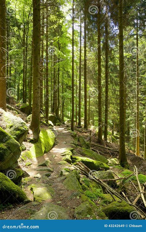 Black Forest Hiking Trail Stock Image Image Of Access 43242649