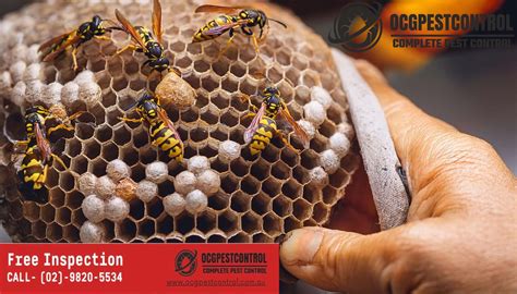 How To Safely Remove Wasp Nests Ocg Pest Control Termite Prevention Services FREE QUOTE