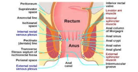 Piles Vs Fissures Vs Fistulas Key Differences