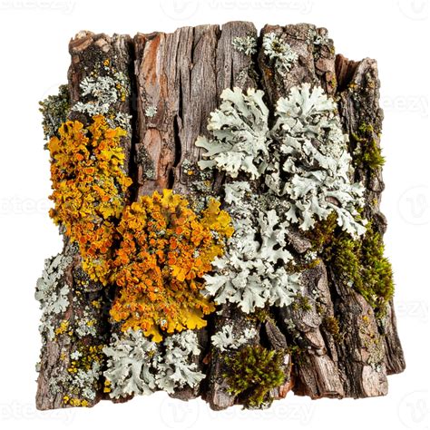Close Up Of Bark With Colorful Lichen And Moss Isolated On A