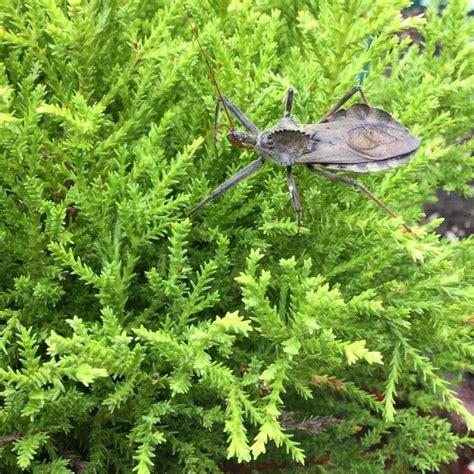 Do Cypress Trees Attract Bugs At Jonathan Everitt Blog