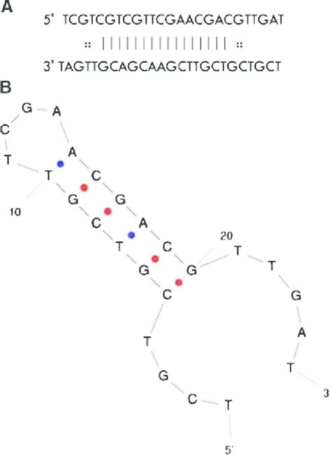 Modifications In The Stem Loop Structure Affect Download Scientific