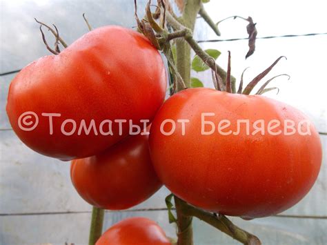 Томат Фантастик • Описание, ОТЗЫВЫ, Фото, Семена, Купить