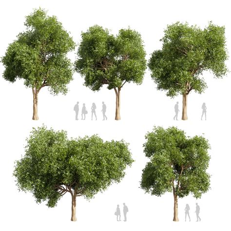 Chinese Tallow Tree Triadica Sebifera Vol 614 3d Model For Vray