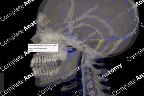 Venous Plexus Of Foramen Ovale Right Complete Anatomy