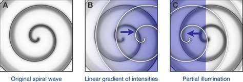 Cardiac Optogenetics A Move In The Light Direction Elife