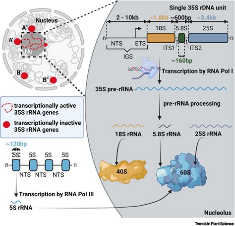 Ribosomal Rna Diagram