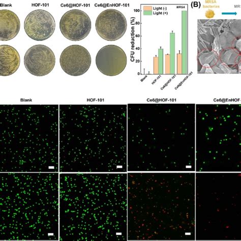 A Photographs Of The Mrsa Bacterial Colonies After Treatments With Download Scientific