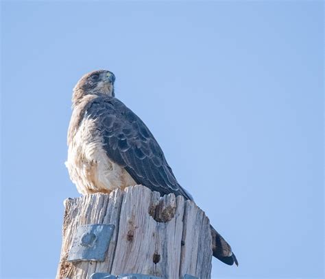 Swainsons Hawk From Patagonia Az 85624 On August 16 2023 At 1034 Am