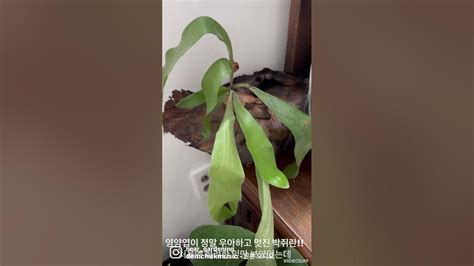 박쥐란 영양엽이 정말 우아하고 멋진 박쥐란행잉플랜트 공중식물 박쥐란수경재배 Youtube