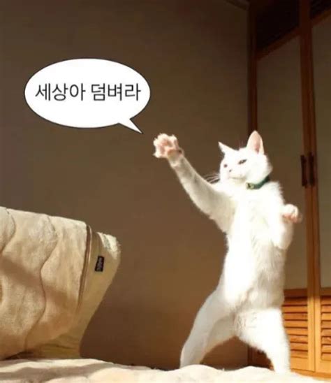 고양이 말풍선 짤