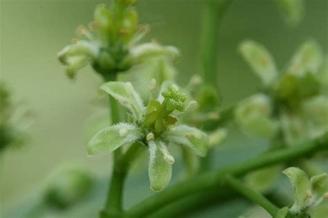 Tree Of Heaven Woody Plants Of Ohio