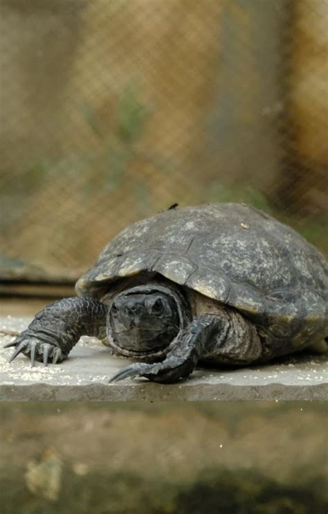 Help With Identifying This Turtle R Turtle