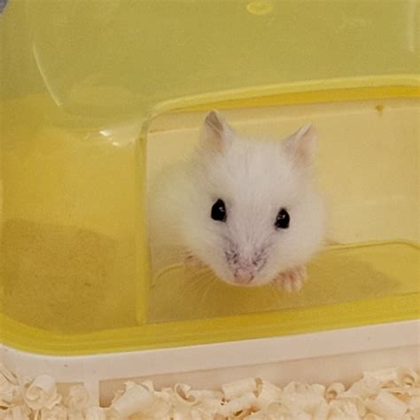 드워프 펄 햄스터 피부병인가요 ㅠ 지식in