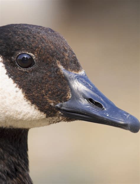 Cuomo Plans To Ban Sex Offenders From Mta Transit System Pix11