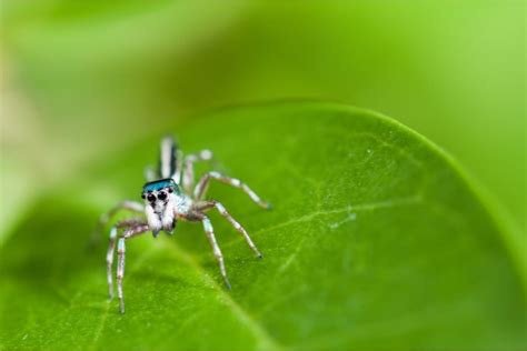 The 19 Most Common Spiders In Thailand You Might Find Treasures Of