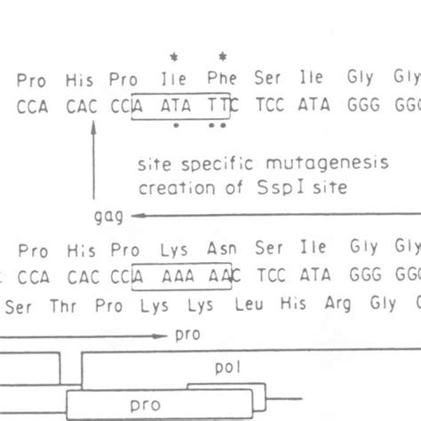 Abolition Of The Correct Processing Of Gag Precursor Polyprotein By Download Scientific Diagram