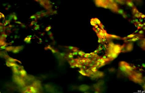 Pluripotent Stem Cell Based 3d Embryo Model Creative Bioarray Creative Bioarray