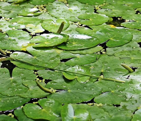 2 000 Free Synth Pad And Lily Pad Images Pixabay