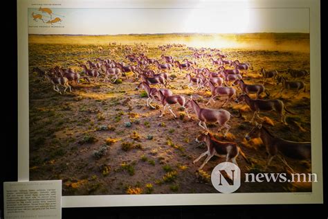 ФОТО “Байгальд ээлтэй монгол”гэрэл зургийн үзэсгэлэн News Mn