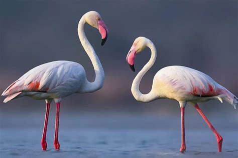 Pink Flamingos