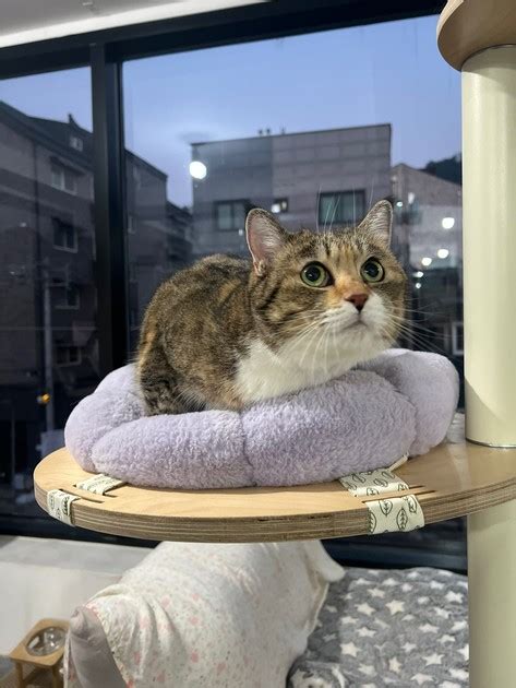 코리안숏헤어콩이 고양이책임분양 컴투펫케어센터