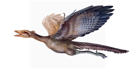 Discover Natural History Museum