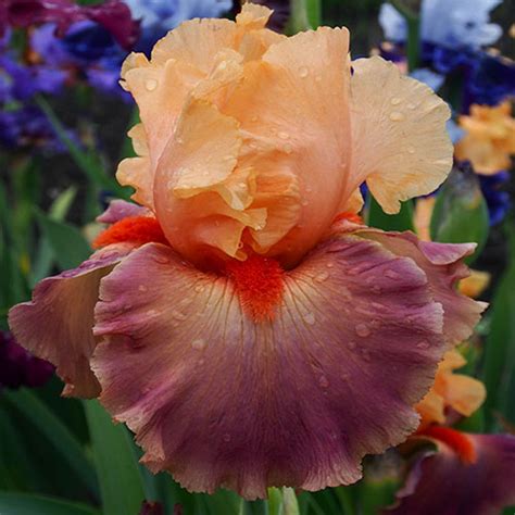 Iris Rio Gradina Chic