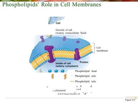 Fats Oils Lipids Classifications Role PPTX