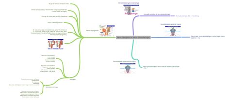 Nervo Hipoglosso E Nervo Glossofaríngeo Coggle Diagram