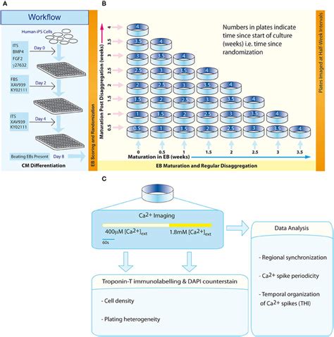 Workflow And Experimental Scheme A An 8 Day Protocol For Production Download Scientific