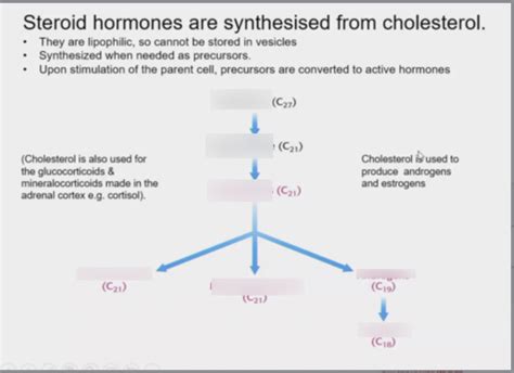 Puberty Secondary Sexual Characteristics Menstrual Cycle And