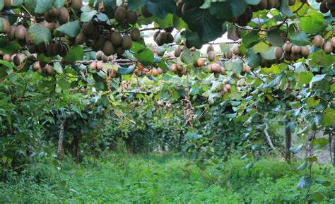 Attraction Towards Commercial Farming Of Kiwifruit Dcnepal