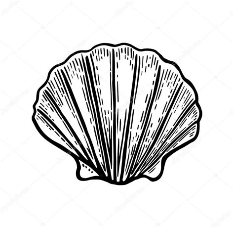 Scallop Shell Drawing At GetDrawings Free Download