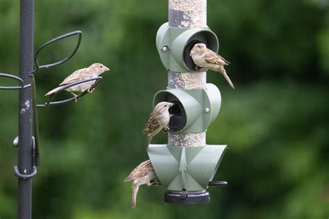 Bird Feeder Limiter Shields By Parsingphase Download Free Stl Model