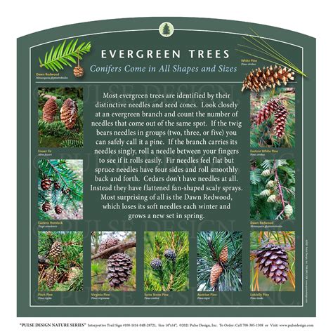 Evergreen Plant Identification Continuing Our Series On Evergreen