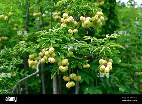 European Bladdernut Staphylea Pinnata Is A Small Tree Native To