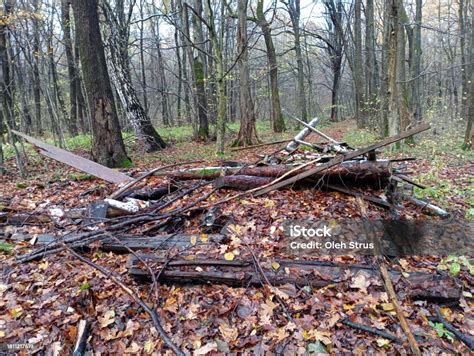 숲 한가운데에 있는 오래된 사냥 오두막이 파괴된 후 남은 천장과 벽의 나무 요소 낙엽이 두껍게 쌓여 있습니다 불쌍한 쓰레기 0명에 대한 스톡 사진 및 기타 이미지 Istock