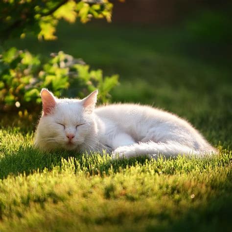 A White Cat Sprawled Out On A Sunny Patch Of Grass Napping Stock Illustration Illustration Of