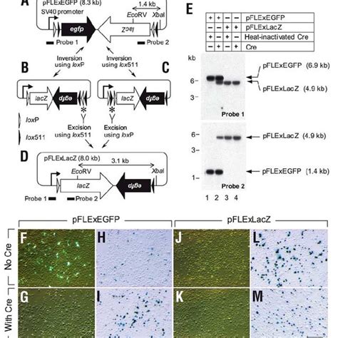 Induction Of Cre Mediated Recombination From The Cre Ert2 Transgene 29 Download Scientific