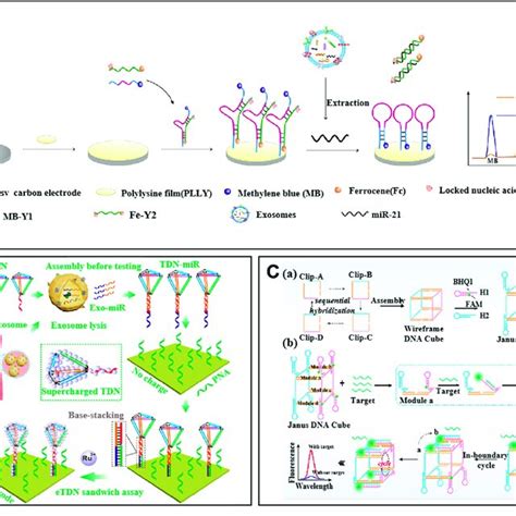 Examples Of Assembled Dna Capture Probes A Schematic Of The Y Shaped