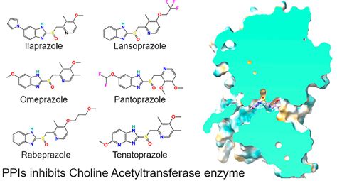 Choline Acetyltransferase